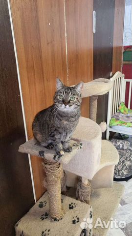 Кошечка Дина в дар