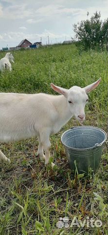 Козлята на племя от высокоудойной козы