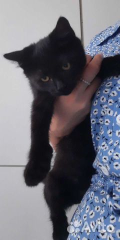Котенок -монстрик в добрые руки