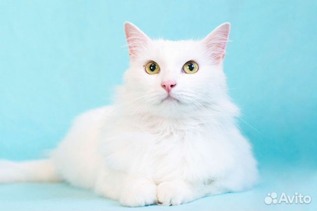 Белый ангорский котик Афоня ищет дом