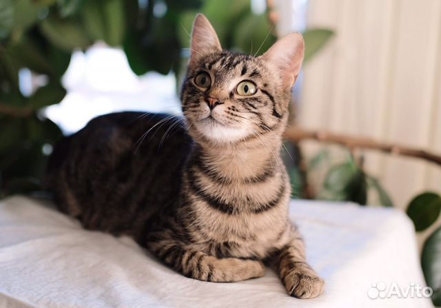 Добрая, преданная девочка кошка 8 мес. Так ждёт