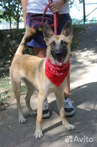 Добрейшая Собака Дакота ищет семью