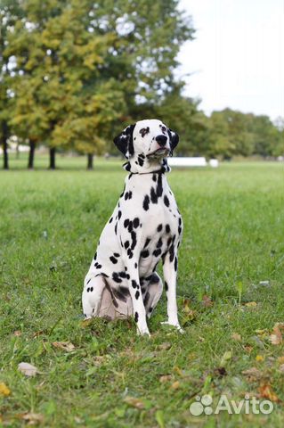 Отдаём в добрые руки