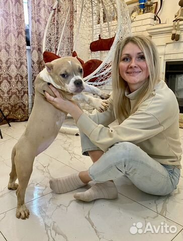 Американский булли