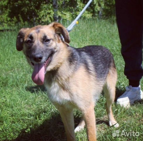 Щенок Нео в добрые руки