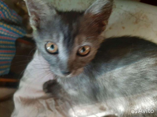 Котенок- мальчик 2 мес, серый дым, ласковый мурчун