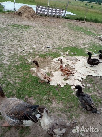 Утки индийский бегунок