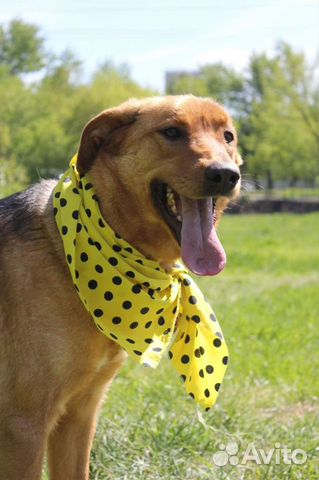 Прости, что я без породы