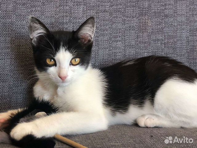 Котенок девочка в добрые руки