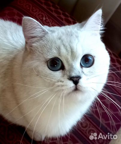 Британский кот вязка