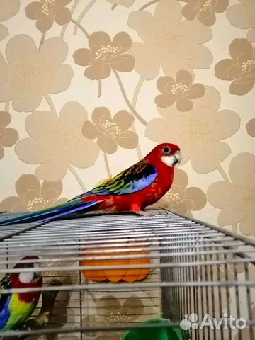 Попугай розелла. Обмен на какарики