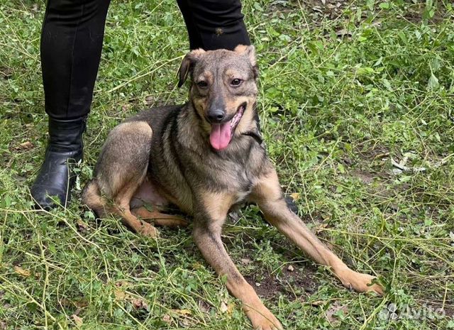 Мишка в добрые руки