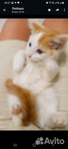 Лучик солнца ищет дом