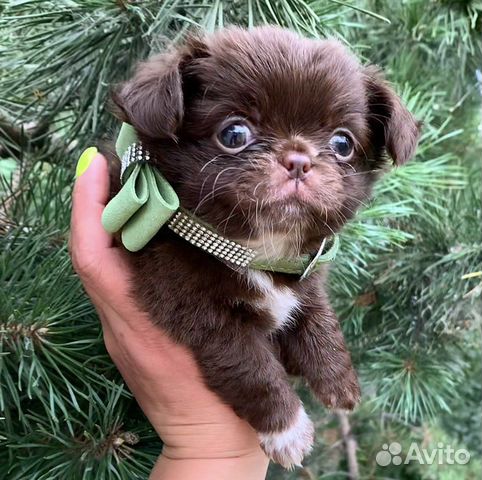 Чихуахуа крутые крошки