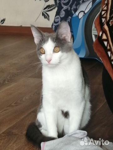 Ловчая кошечка