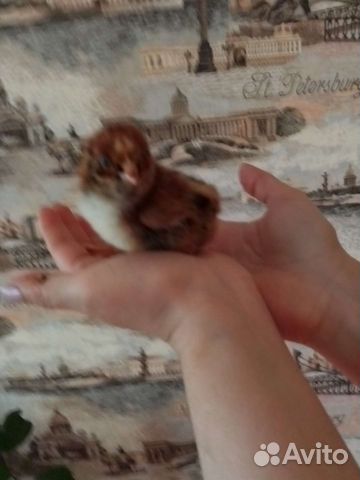 Цыплята барневельдер