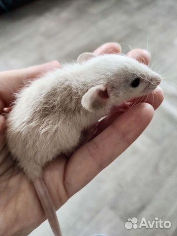 Крысеныш дамбо сиамский рекс