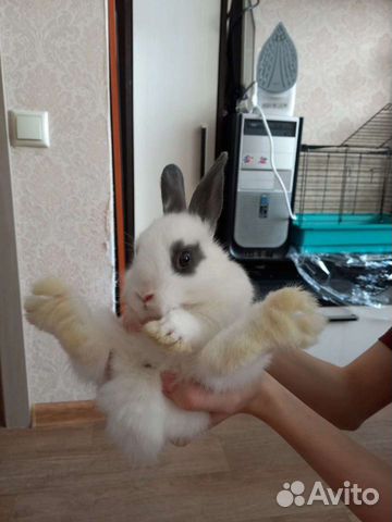 Декоративный кролик