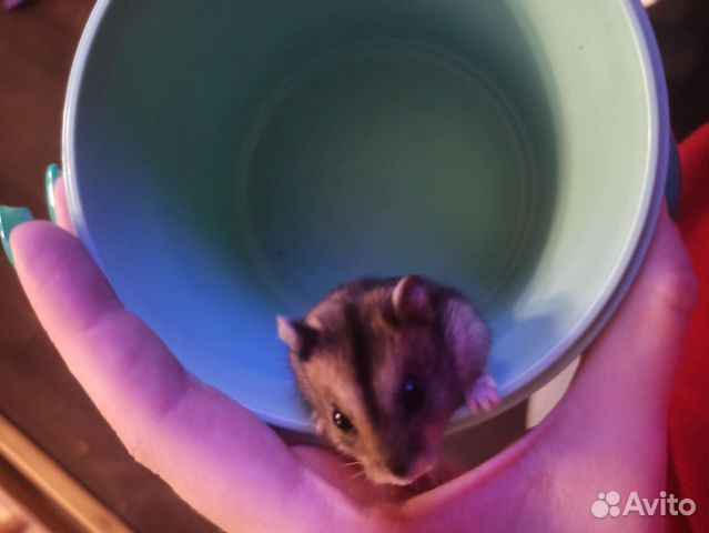 Джунгарский хомяк