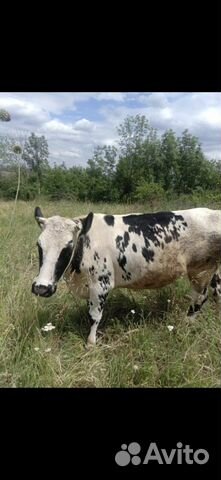 Продается телка