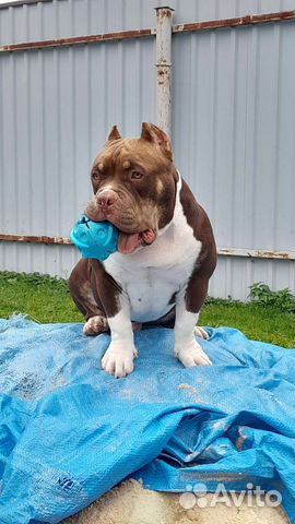 Американский булли супер парень