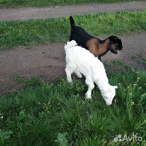 Козочка и козлик