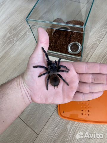 Паук птицеед Pterinopelma sazimai