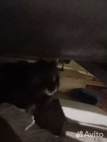 Вязка чихуахуа девочка