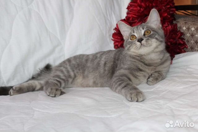 Плюшевая девочка