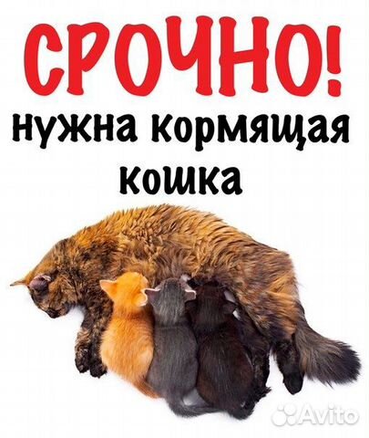 Ищу кормящую кошку