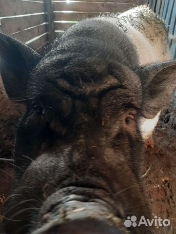 Хряк и поросята