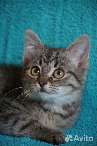 Тигра (девочка)