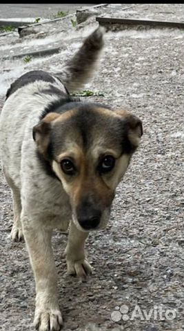 Пес по имени Бим ищет семью)