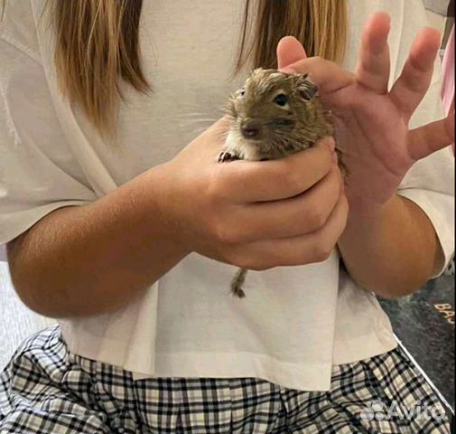 Чилийская белка Дегу 4 мес, мальчик