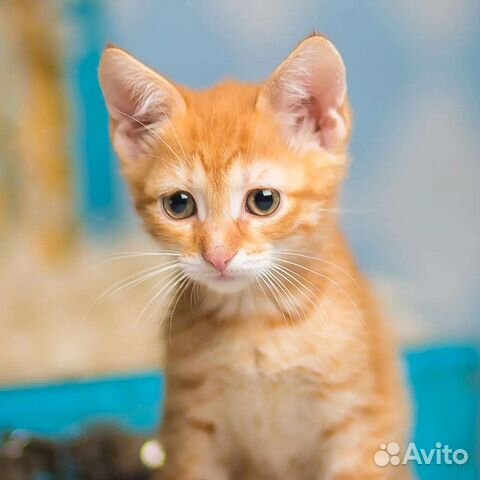 Рыжий котёнок Мо, 2 месяца, в добрые руки