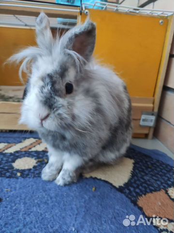 Кролик декоративный в добрые руки