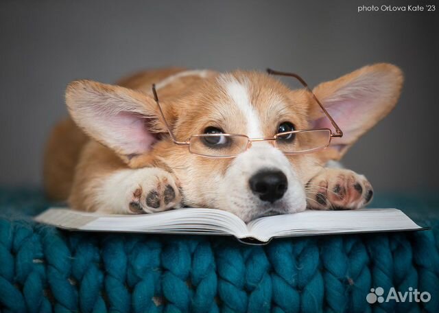 Вельш-корги пемброк (мальчик)