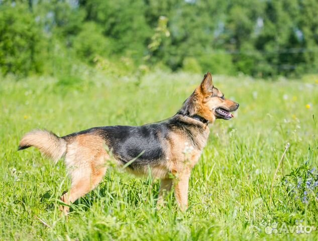 Метис немецкой овчарки в добрые руки