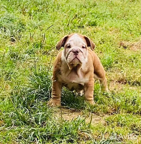 Прекрасный мальчик английский бульдог