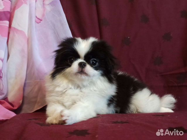 Японский хин щенок девочка