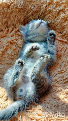 Мальчик Тигрик котенок 1,5 месяца