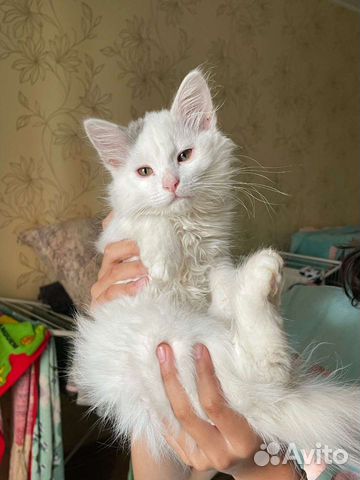 Котята- спасеныши в добрые руки