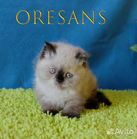 Гималайская экзотка Нюша сил поинт с шоколадом