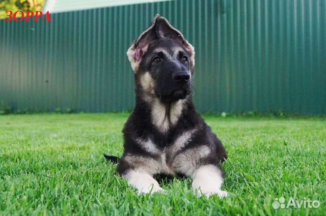 Щенки вео из питомника