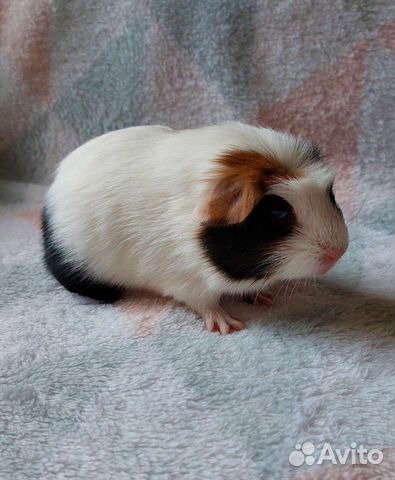 Морские свинки