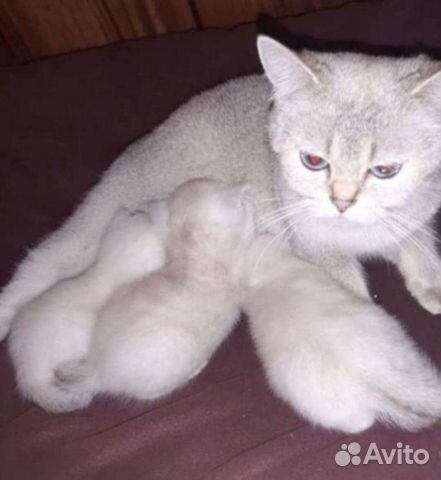 Британские котята в драгоценном окрасе-серебриста