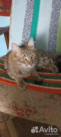 Котик похож на рысь