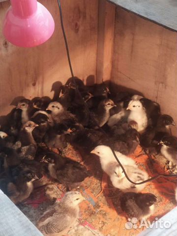 Цыплята кур несушек (петушки подрощенные)