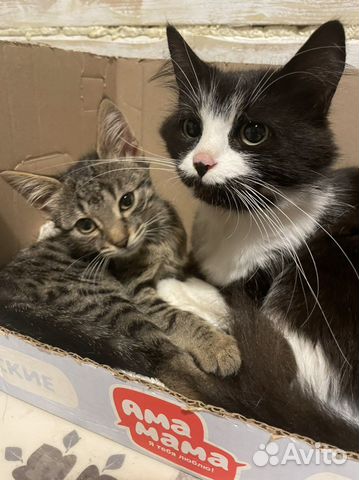 Василиса ищет дом