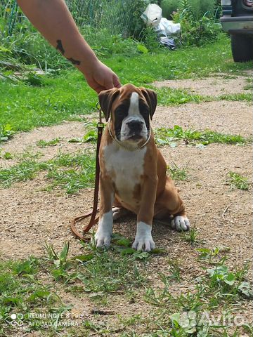 Боксерушка